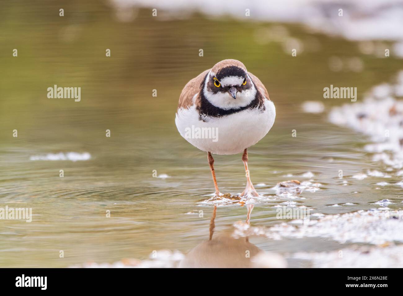 Little ringed plover in natural habitat. Portrait of Little ringed ...