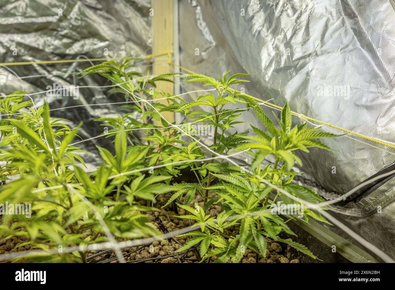 SoG Sea of Green net hemp cultivation technique. Growing pot in growtent indoors Vegetative ...