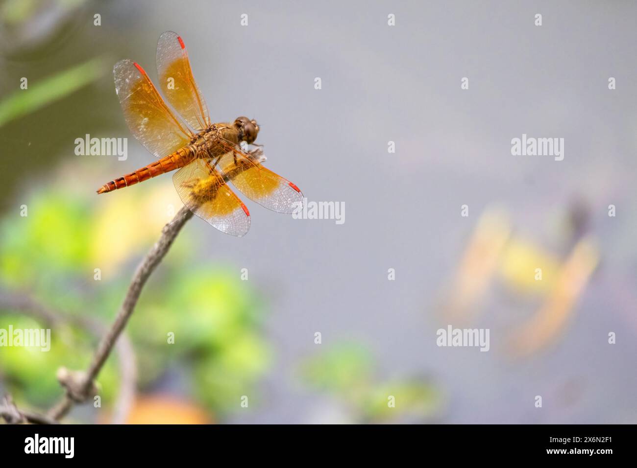 Orange dragonfly sitting on a dry tree branch with blurred background ...