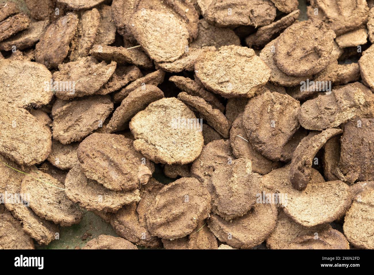 Cow dung cakes used as organic manure and for cooking in clay ovens in ...