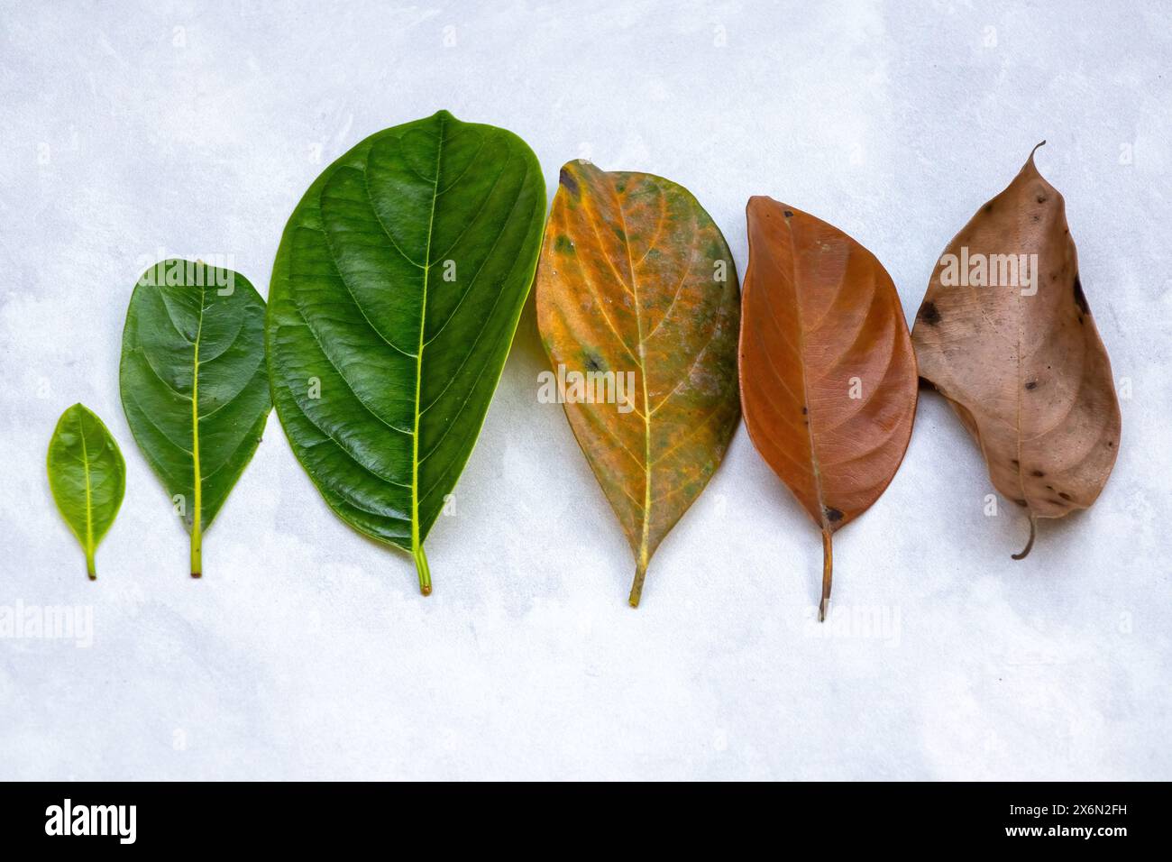 Leaves of different ages of jackfruit tree on white background. Aging ...