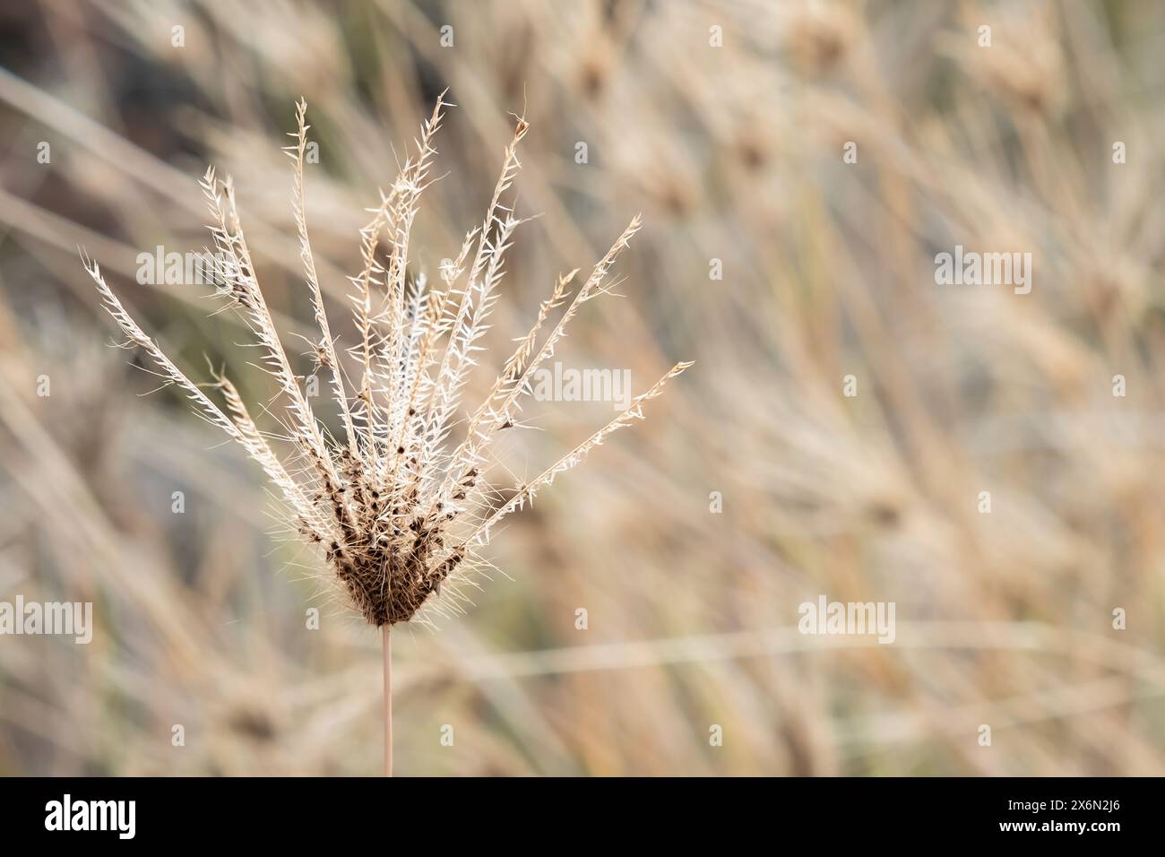 Swollen finger grass flower in hi-res stock photography and images - Alamy