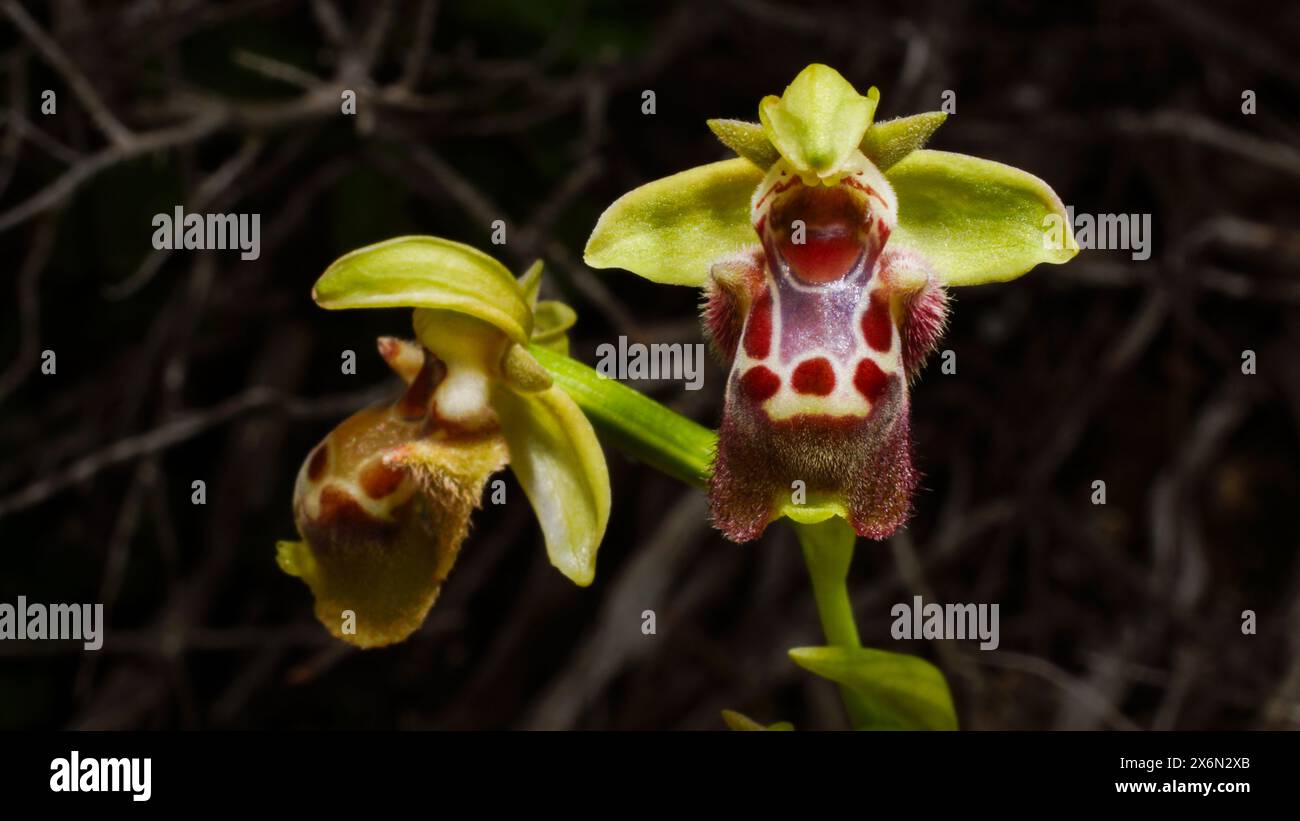 Flower of the yellow-rimmed orchid (Ophrys umbilicata ssp ...