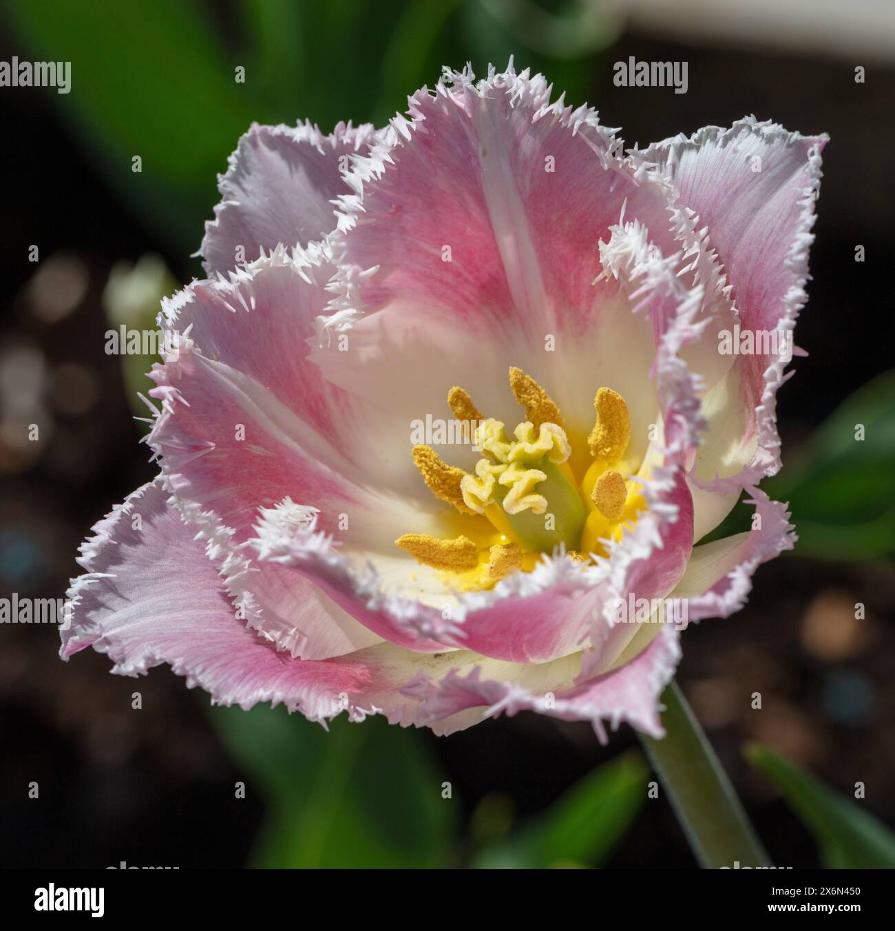 Tulip classification hi-res stock photography and images - Alamy