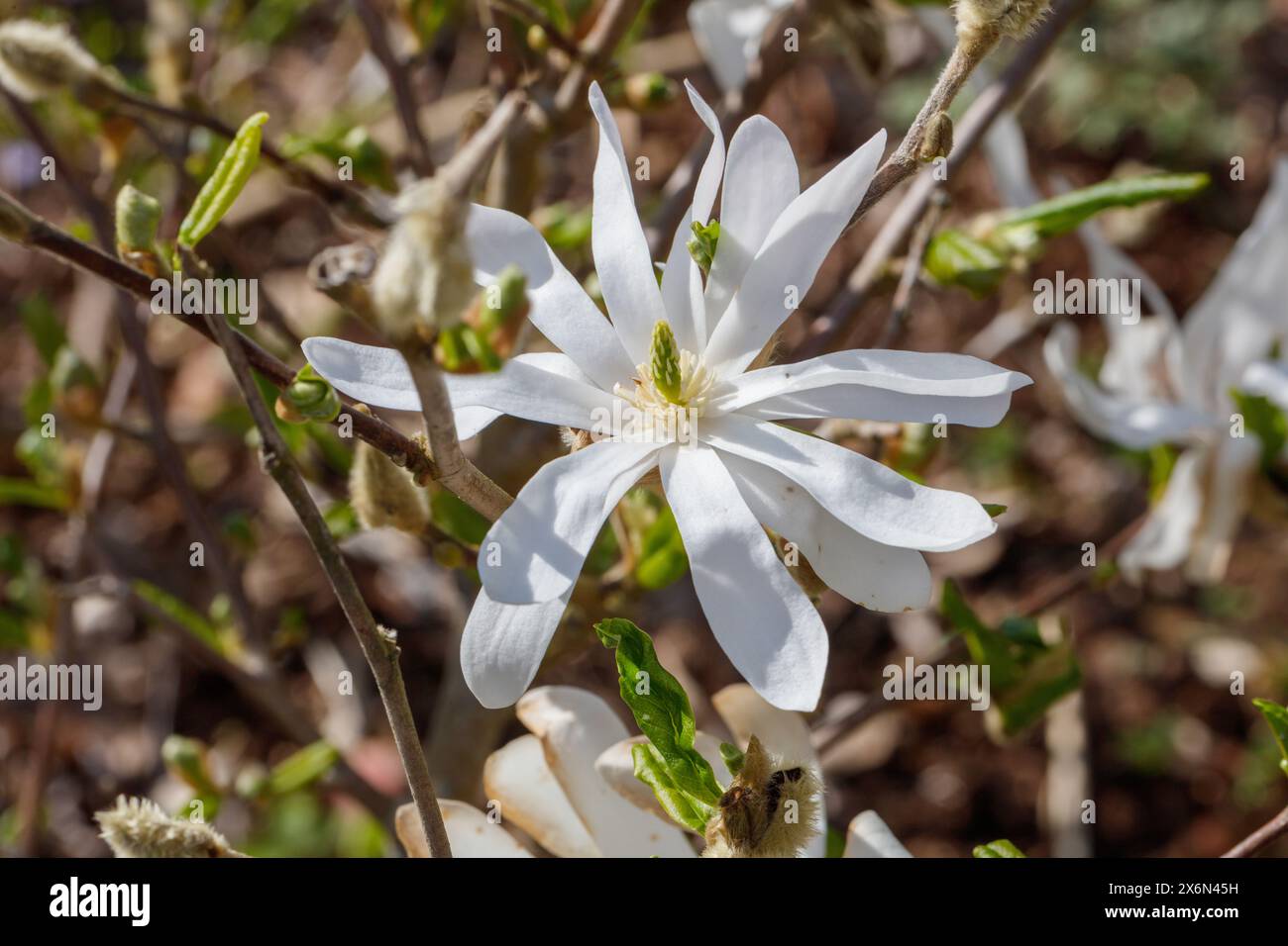 Star Magnolia, Stjärnmagnolia (Magnolia stellata Stock Photo - Alamy