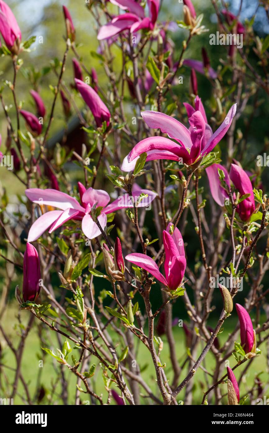Large pink susan magnolia flowers hi-res stock photography and images ...