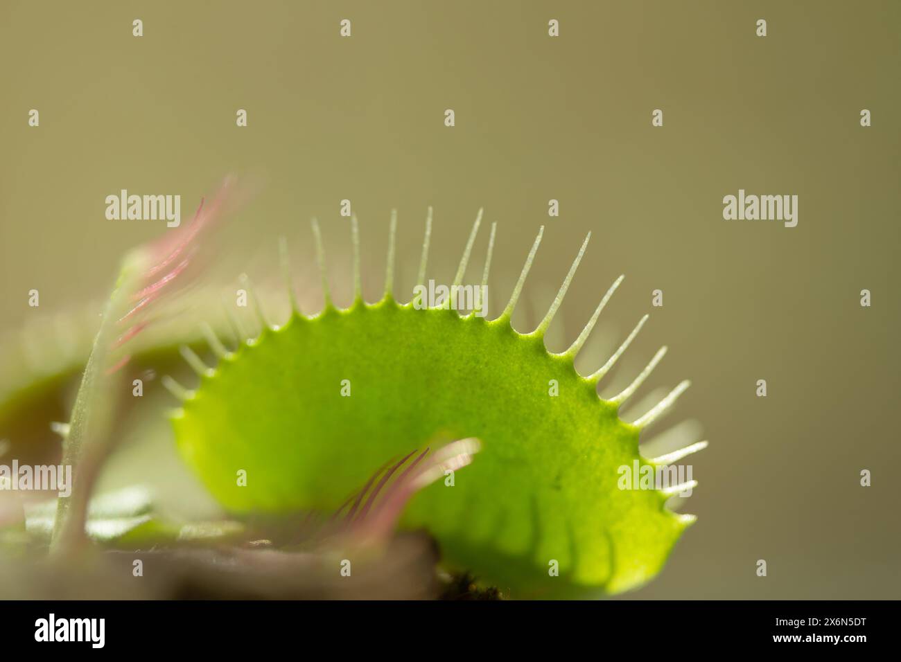 Venus flytrap petals hi-res stock photography and images - Alamy