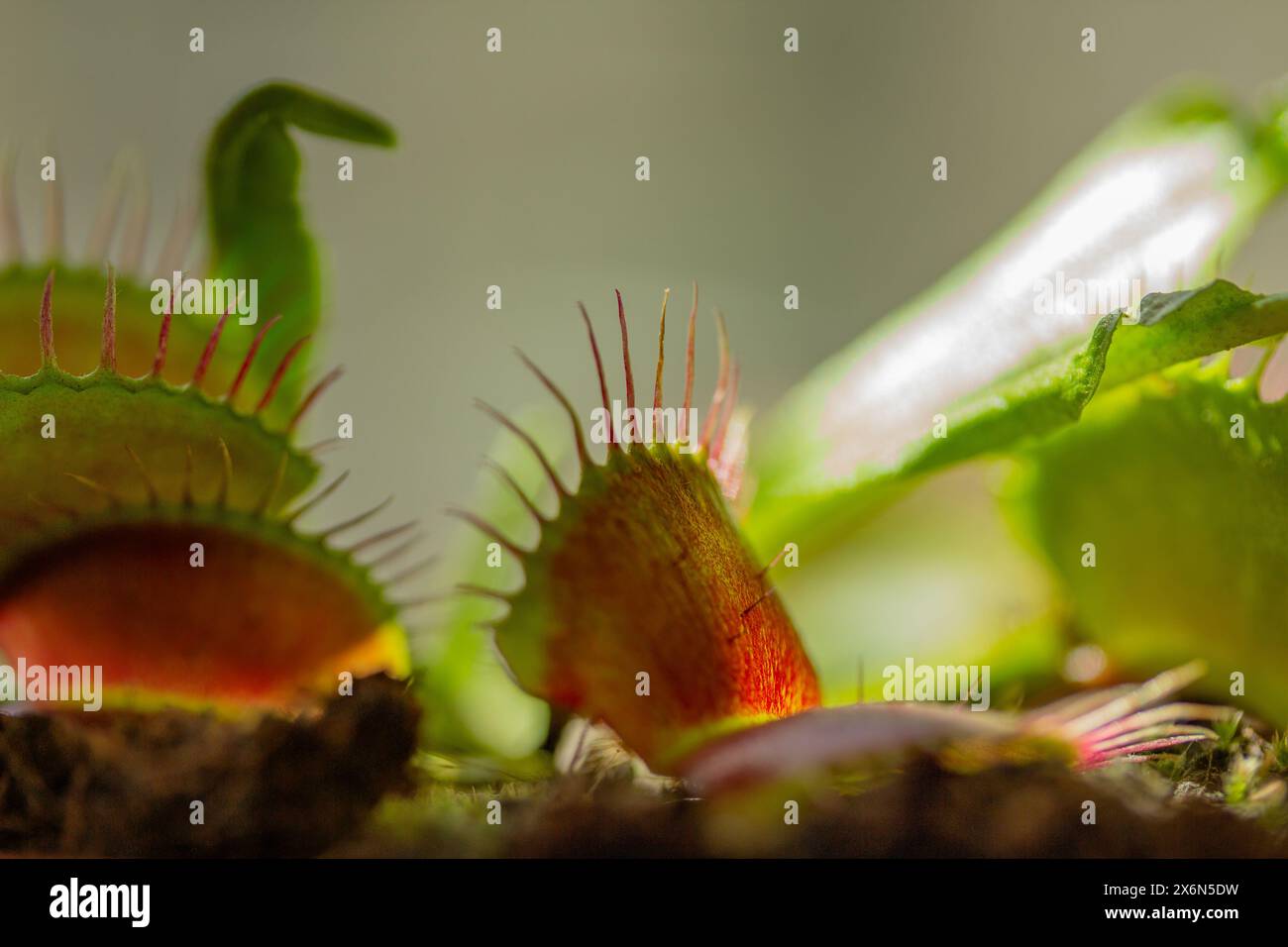 Venus flytrap, petals, tropical flower, exotic, natural environment ...