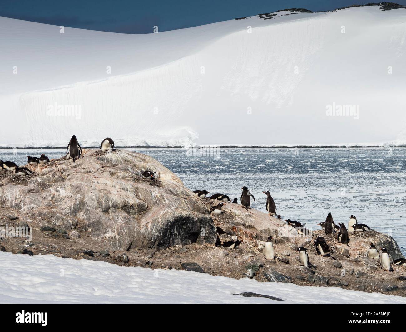 Gentoo penguins (Pygoscelis papua) D’Hainaut Island, Mikkelsen Harbour ...