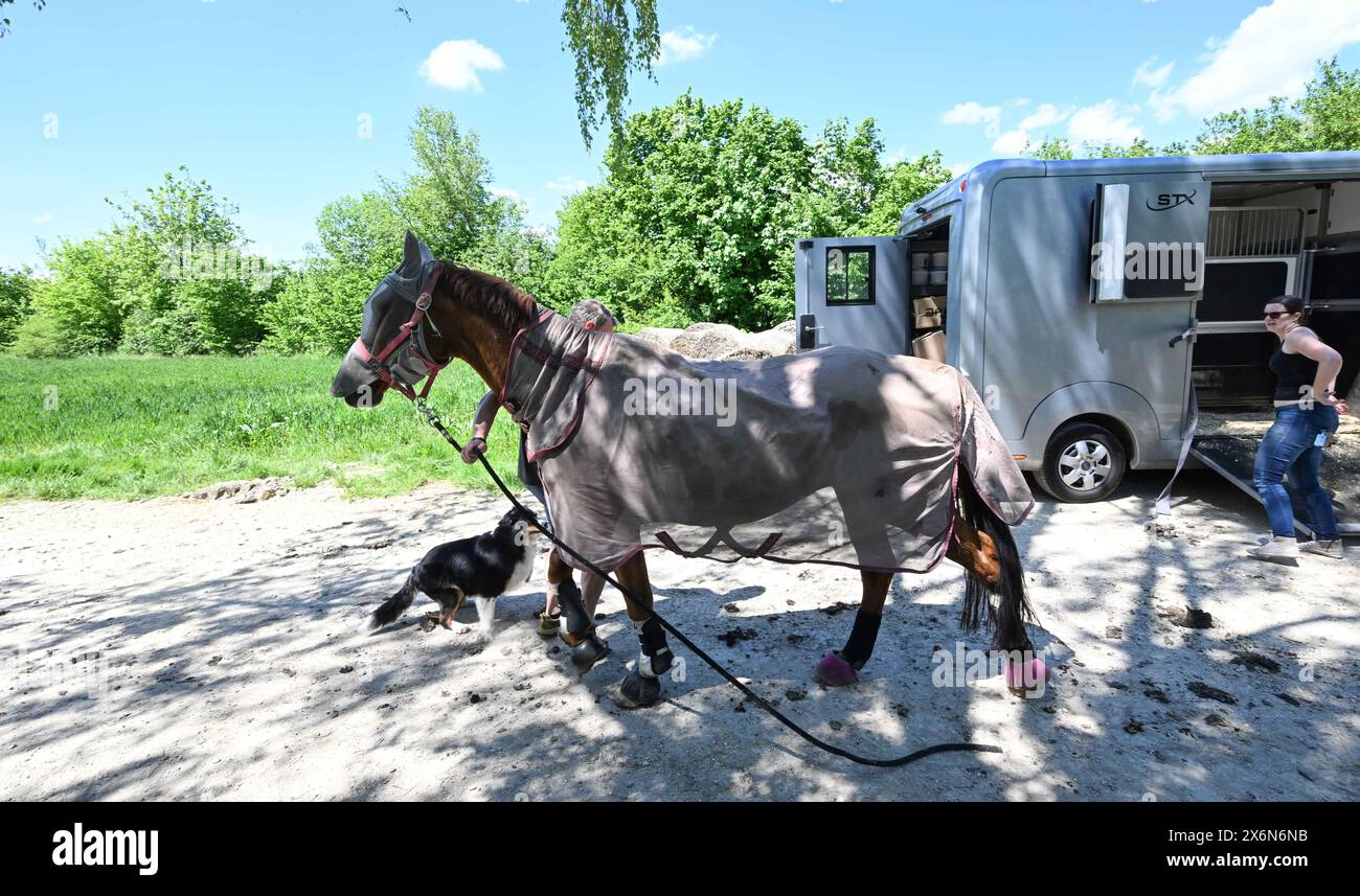 Sigmaringen, Germany. 14th May, 2024. An old horse is brought to the ...