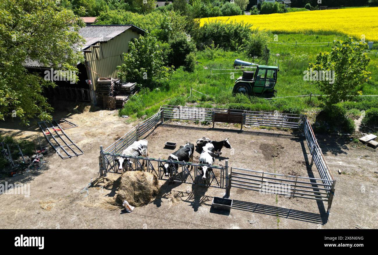 Sigmaringen, Germany. 15th May, 2024. Cows stand in a fence on Verena ...