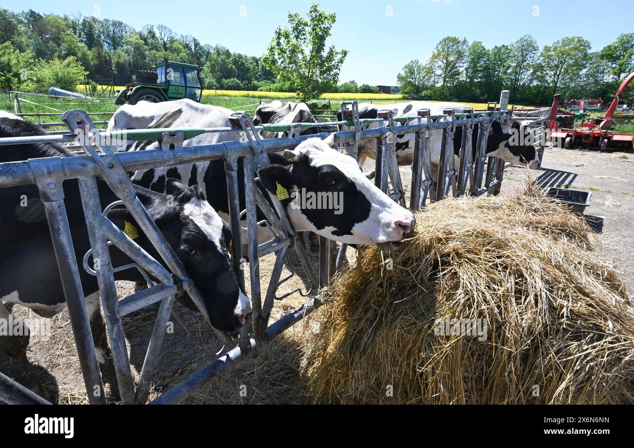 Sigmaringen, Germany. 14th May, 2024. Cows stand in a fence on Verena ...