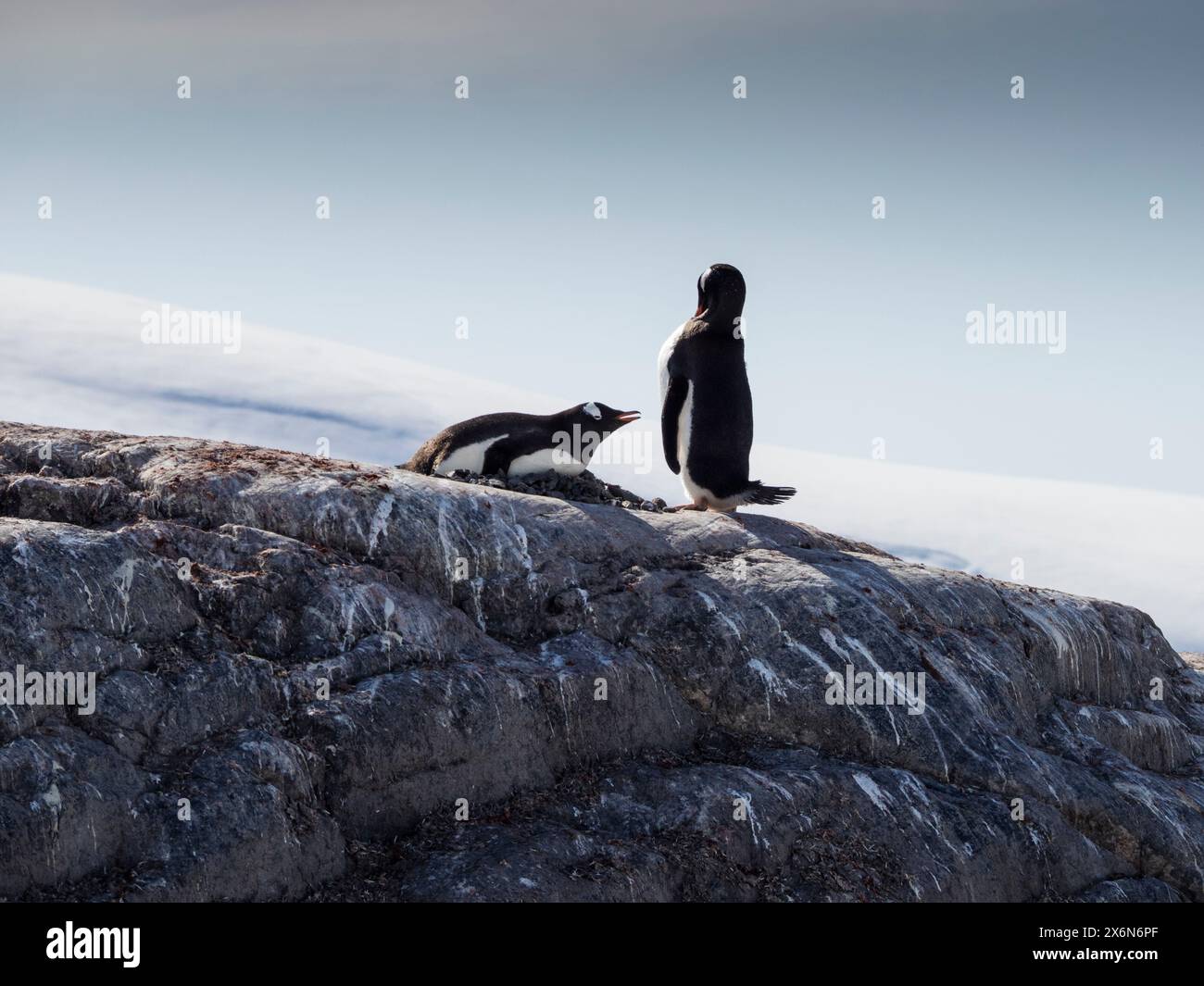 Gentoo penguins (Pygoscelis papua) D’Hainaut Island, Mikkelsen Harbour ...