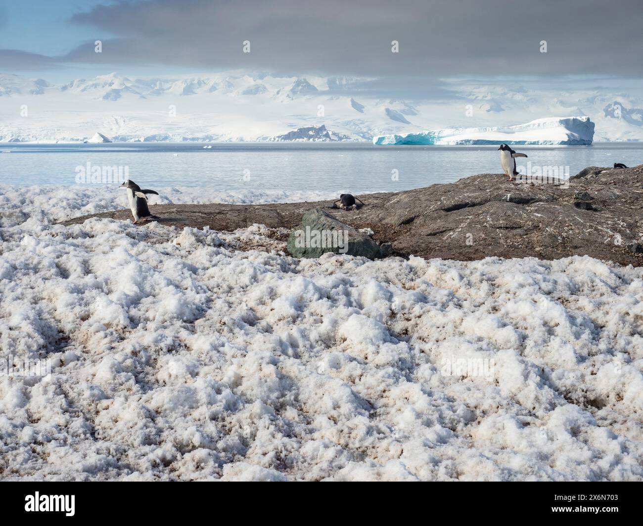 Gentoo penguins (Pygoscelis papua) D’Hainaut Island, Mikkelsen Harbour ...