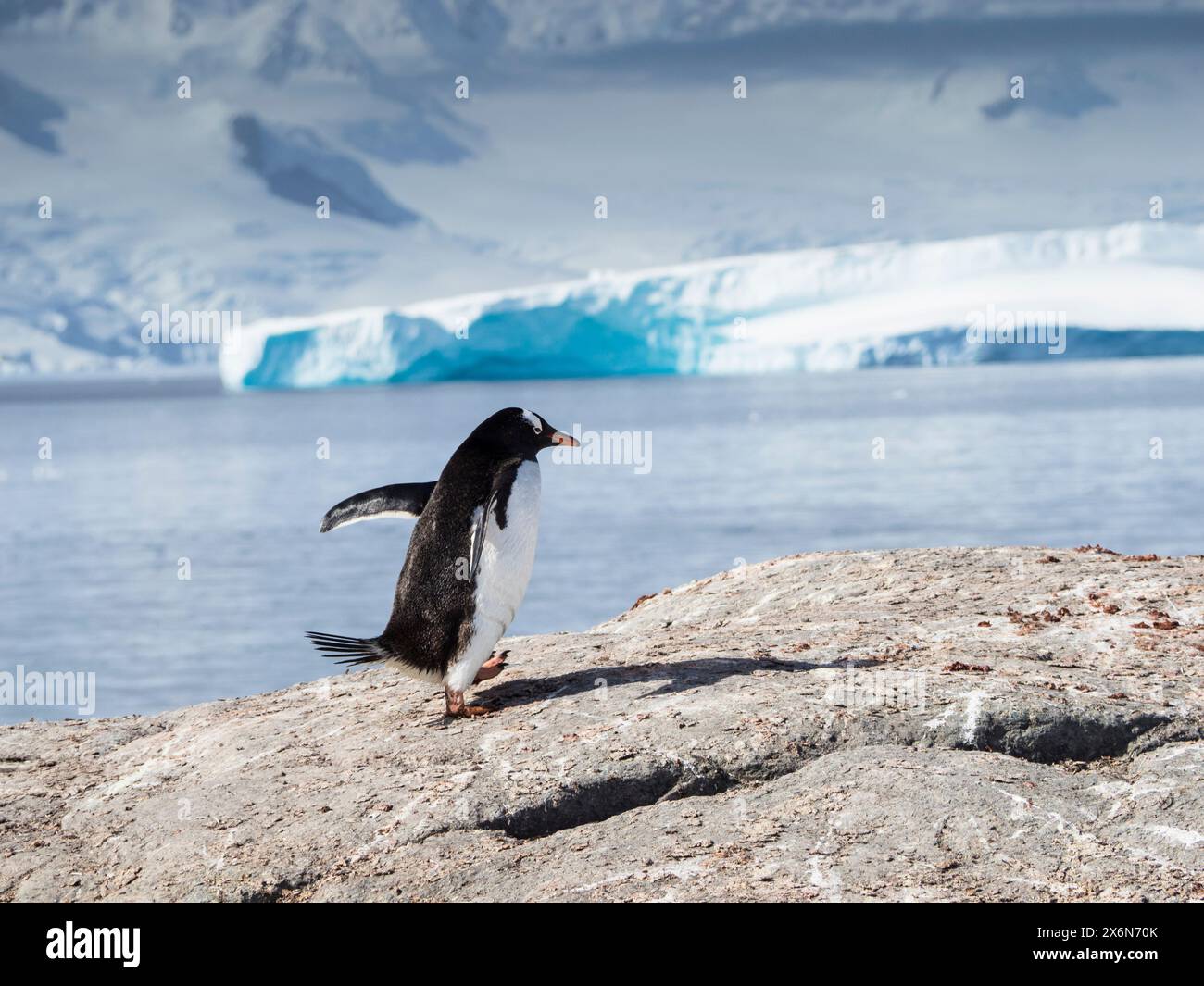 Gentoo penguin (Pygoscelis papua) D’Hainaut Island, Mikkelsen Harbour ...