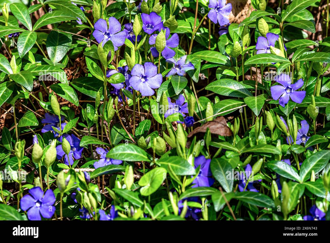 Purple periwinkle flowers and green leaves in the garden Stock Photo ...