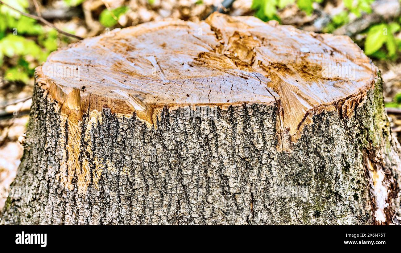 Stump of a tree in the forest in spring. Natural background Stock Photo ...