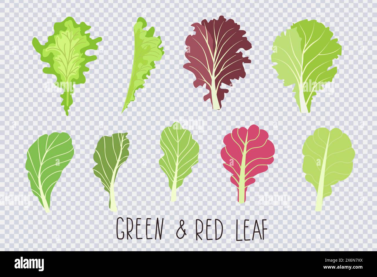 Mix of salad leaves. Cartoon set of green red raw leaves isolated on ...