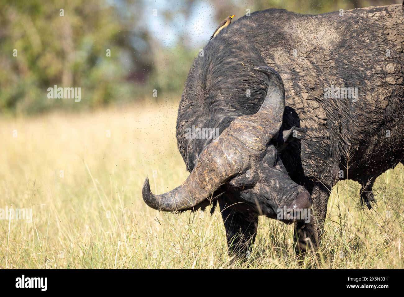 African Buffalo bull (Syncerus caffer) shakes his head in irritation ...