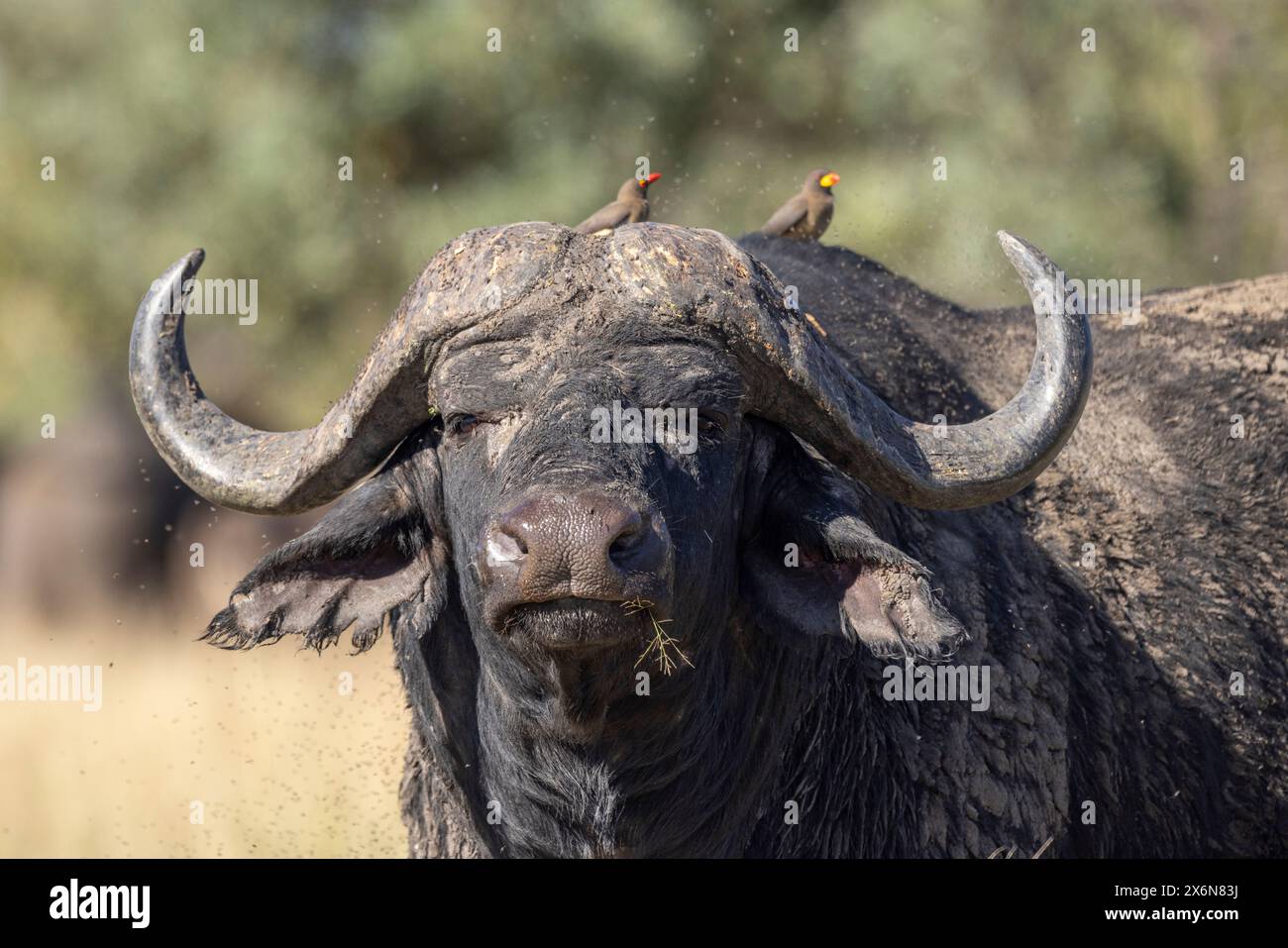 Stock photo portrait of a full-grown African Buffalo bull (Syncerus ...