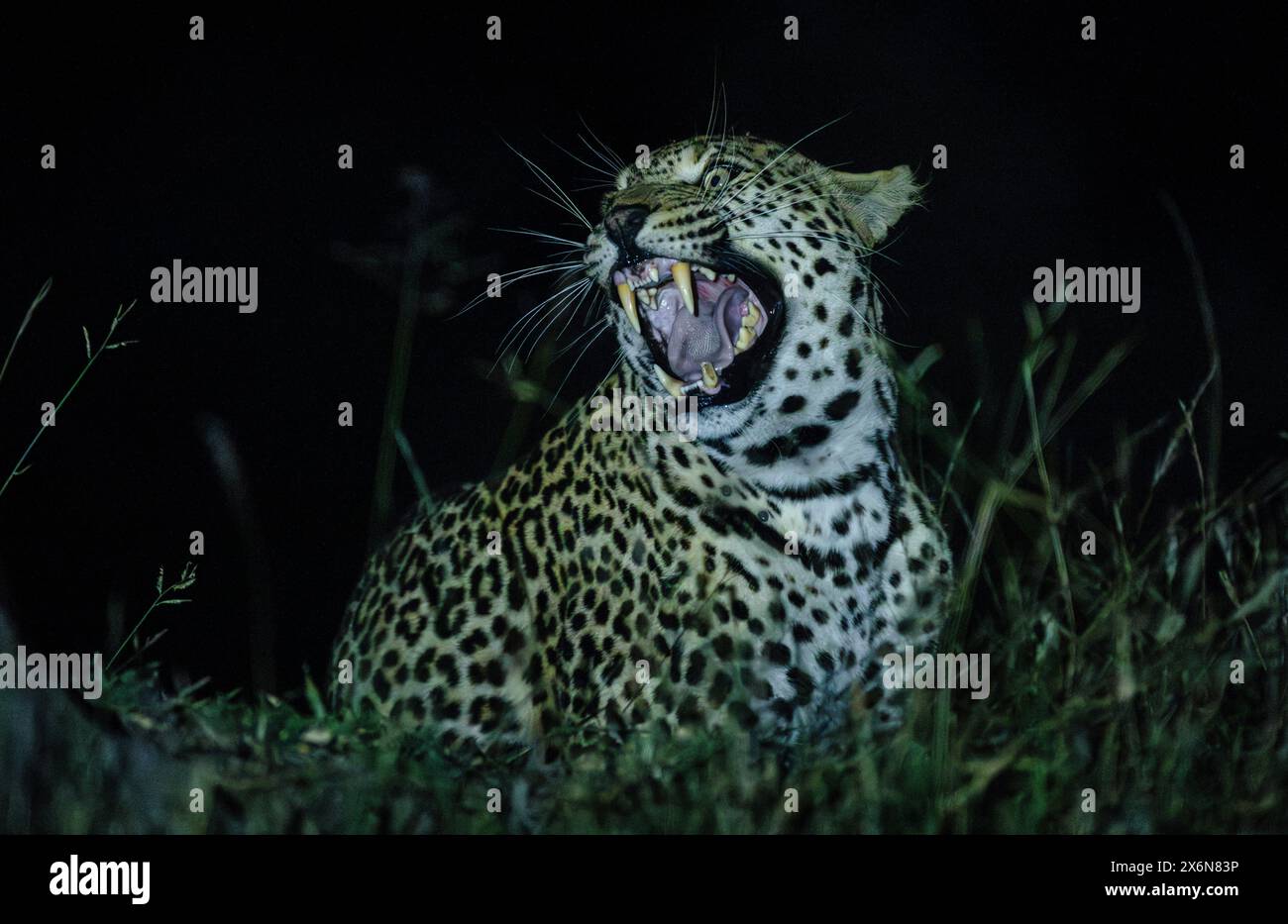 Adult male leopard snarling at a female photographed at night in the ...