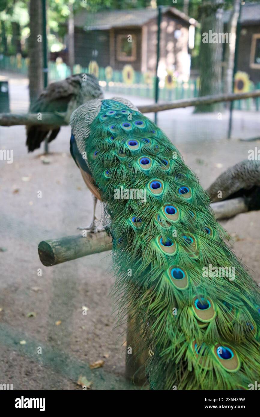 One peacock sitting with beautiful feathers Indian Male Peacock Zoo ...
