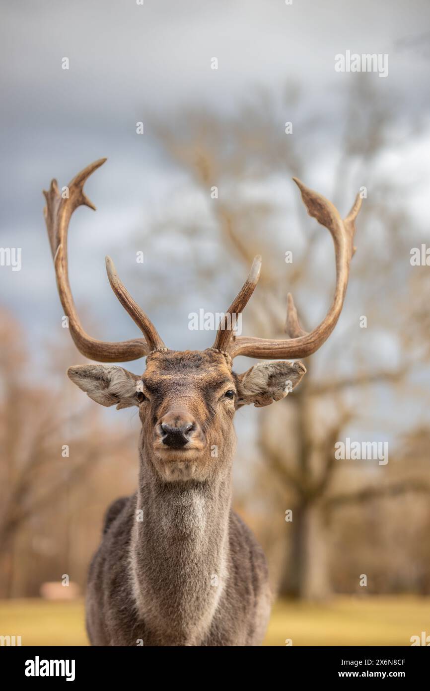 Vertical Portrait of European Fallow Deer in Czech Republic. Beautiful ...