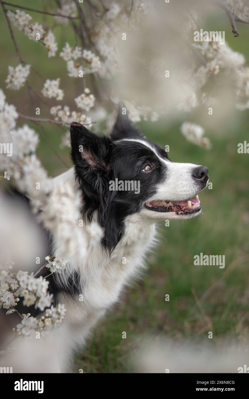 Side Portrait of Border Collie with Flowering Tree. Profile of Black ...