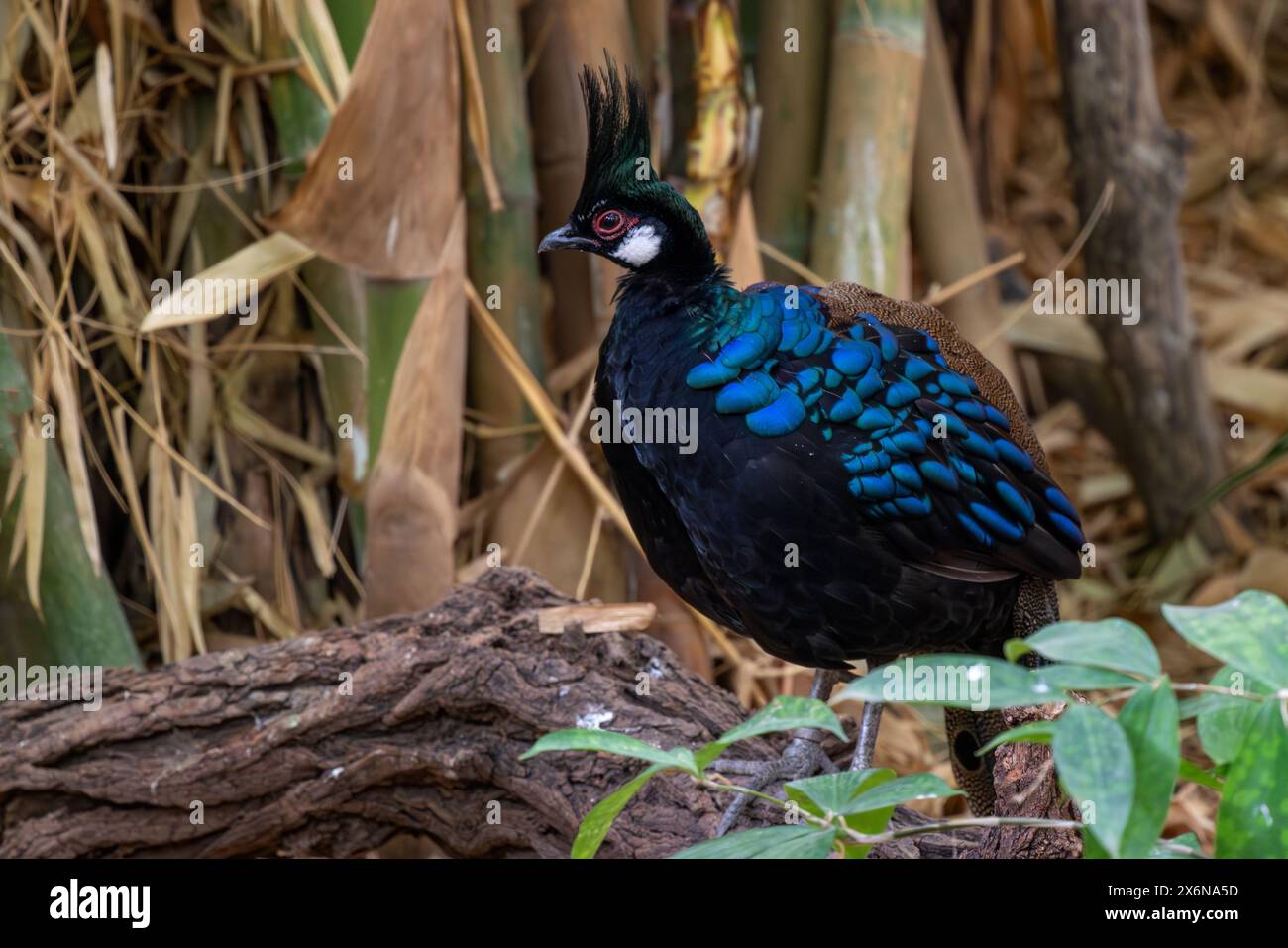 Palawan Peacock-pheasant - Polyplectron napoleonis, beautiful colored ...