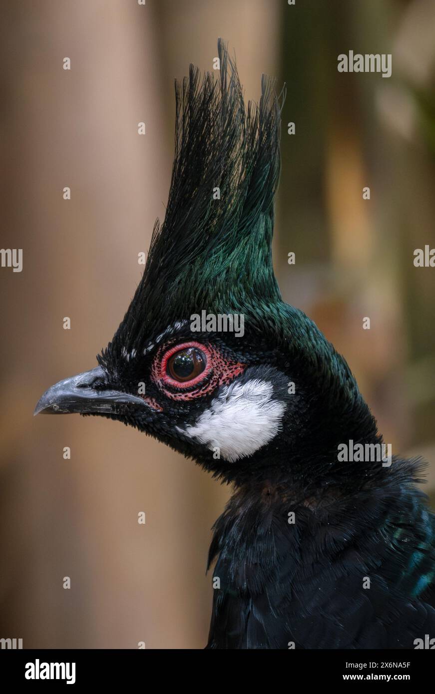 Palawan Peacock-pheasant - Polyplectron napoleonis, beautiful colored ...