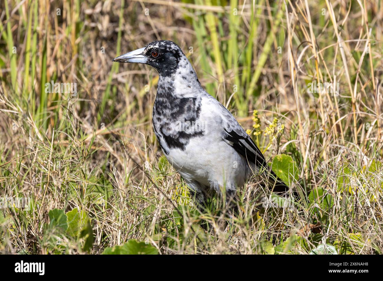 Leucistic Australian Magpie stalking insects in grass Stock Photo - Alamy