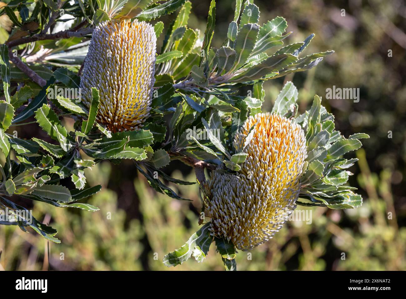Australian Saw or Old Man Banksia tree in flower Stock Photo - Alamy
