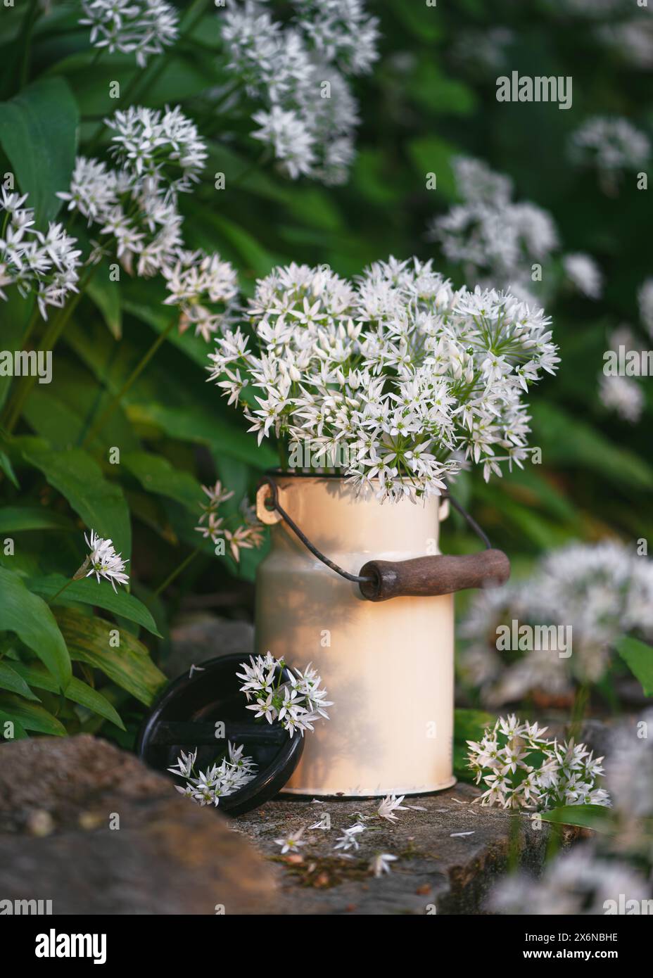 Beautiful bouquet of edible wild garlic flowers in an enamel milk can ...