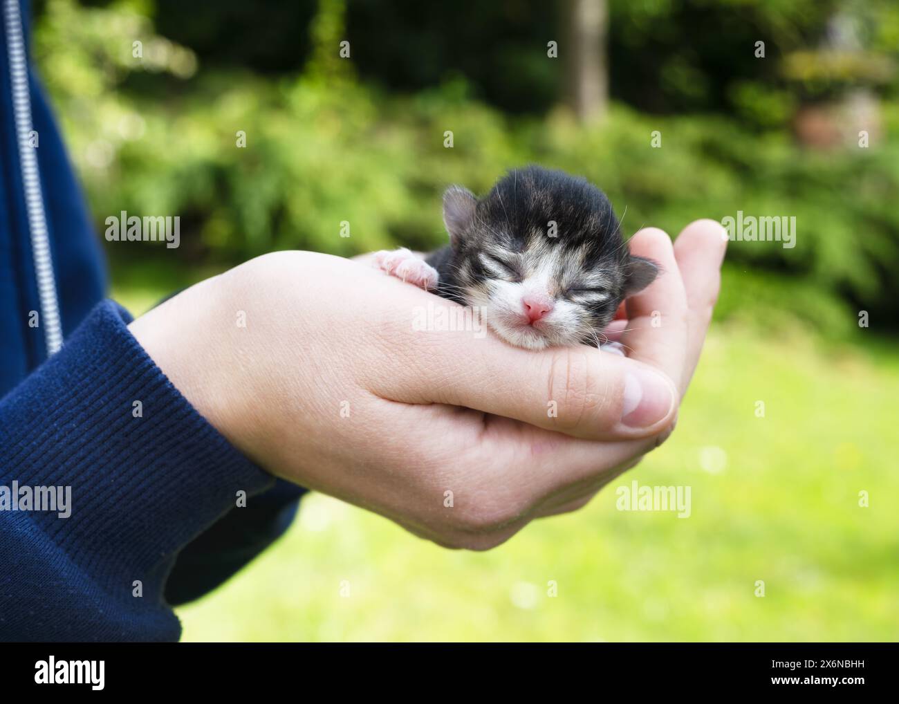 Cute newborn grey little baby cat in girl hands. Protection and love to ...