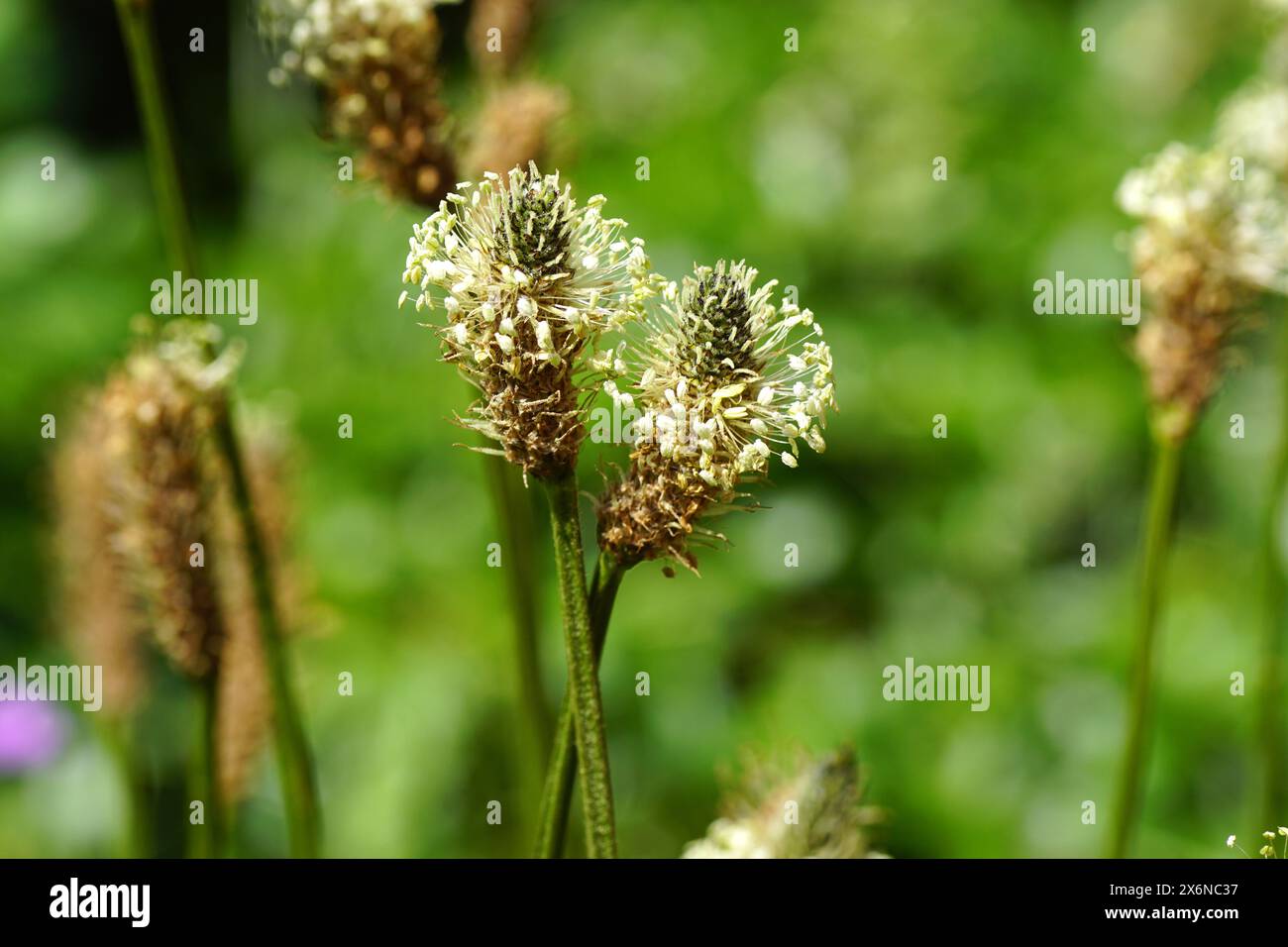 Close up flowers of ribwort plantain (Plantago lanceolata), family ...