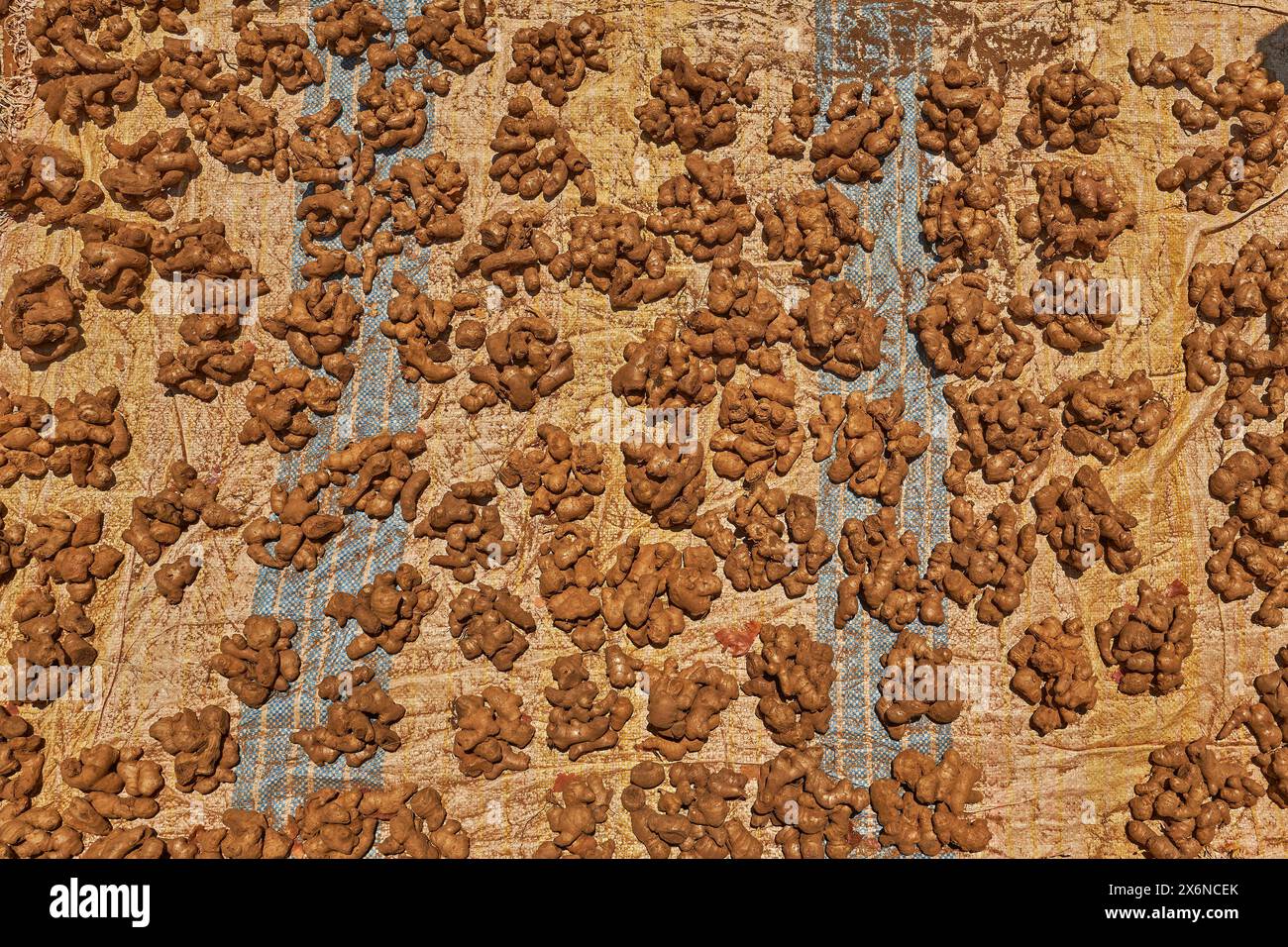 Ginger root in Madagascar market, travel in Africa. Ginger on the ...