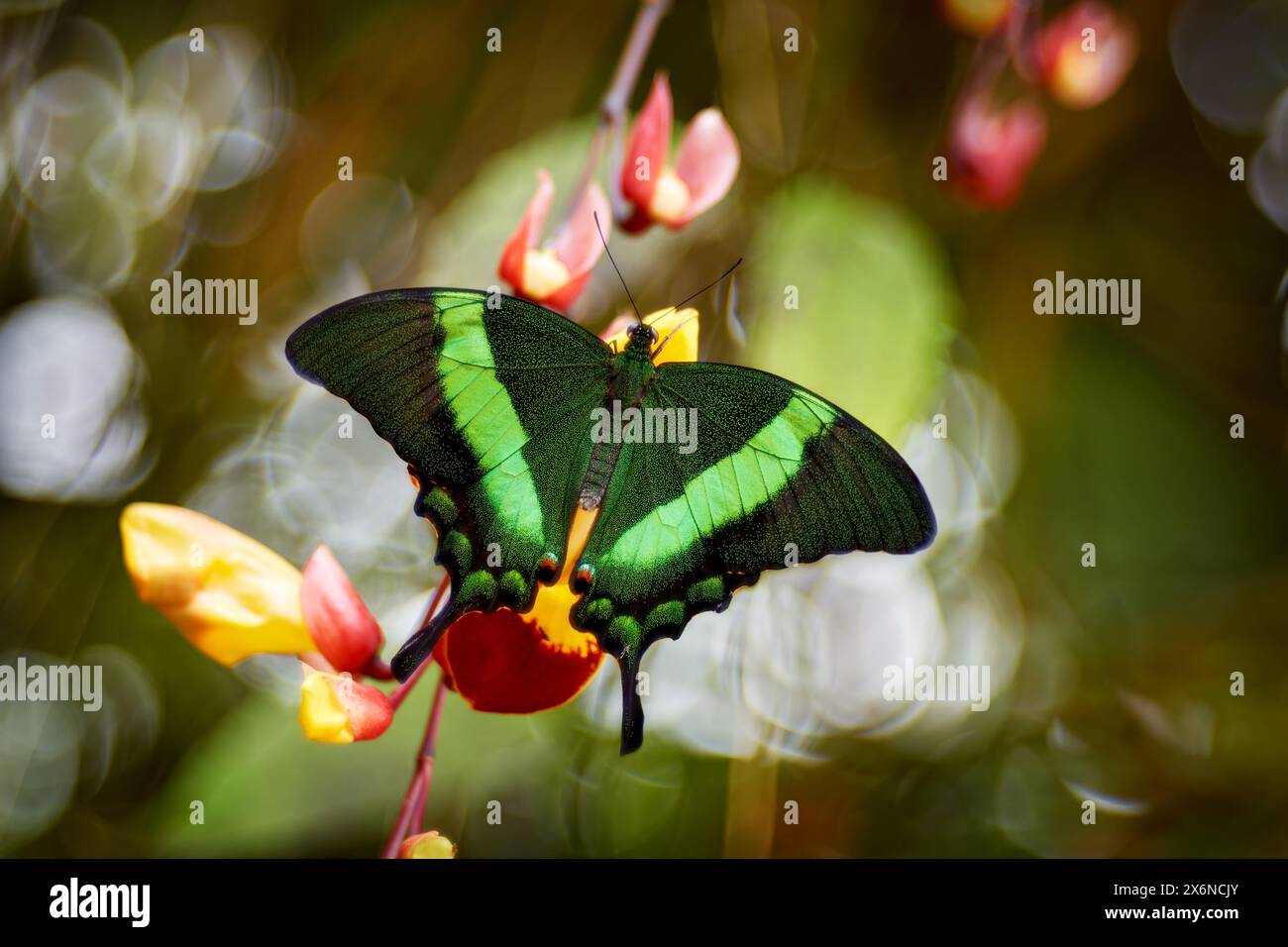Butterfly in Indonesia Papilio palinurus, Green emerald swallowtail ...