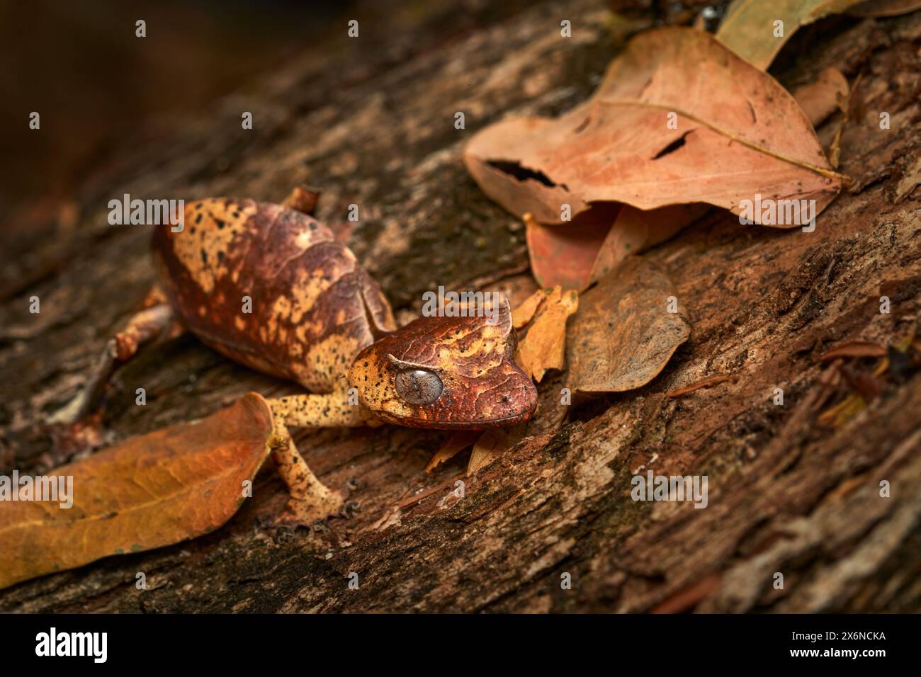 Satanic leaf-tailed gecko, Uroplatus phantasticus, lizard from ...