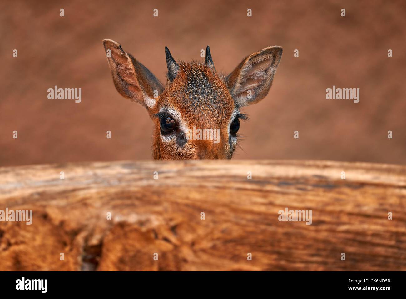 Big eye antelop, hidden behind the tree trunk. Kirk's dik-dik from Samburu reserve, Kenya. Close ...