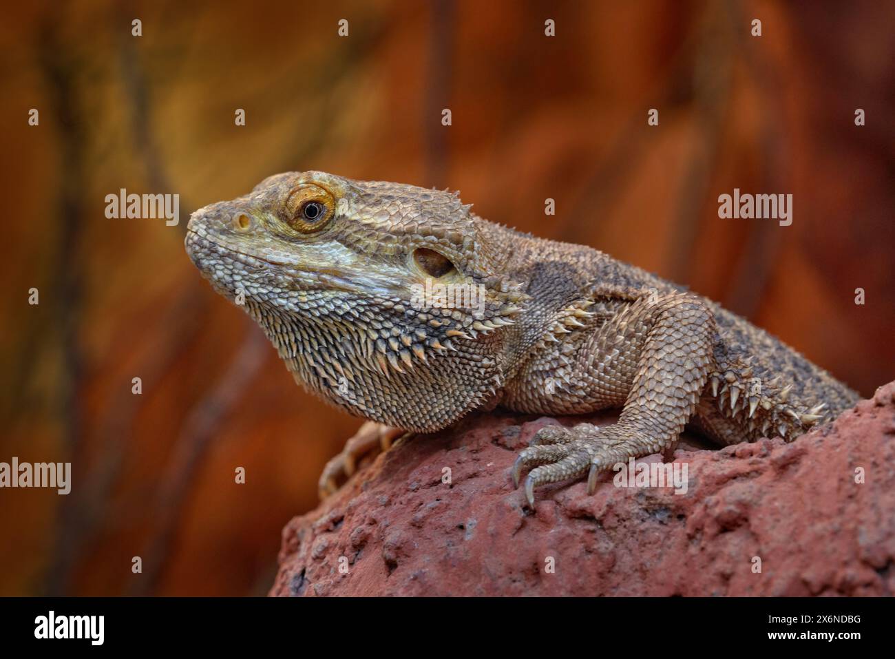 Inland Bearded dragon, Pogona vitticeps, lizard from Australia. Bearded ...