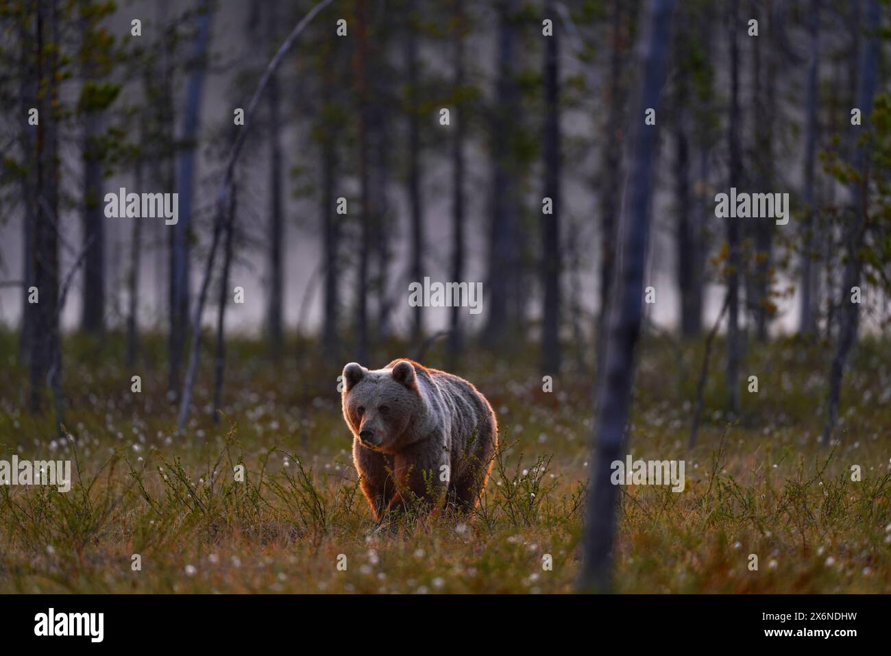 Night in taiga Bear hidden in yellow forest. Autumn trees with bear ...