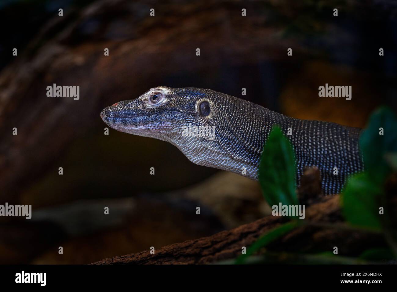 Mertens' water monitor, varanus mertensi, Darwin, north of Australia ...