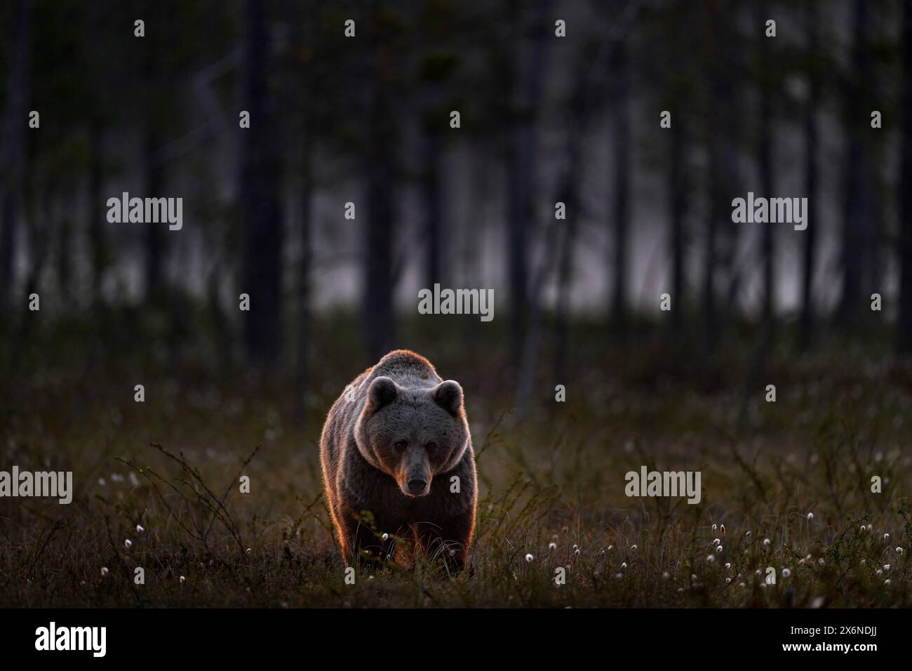 Night in taiga Bear hidden in yellow forest. Autumn trees with bear ...