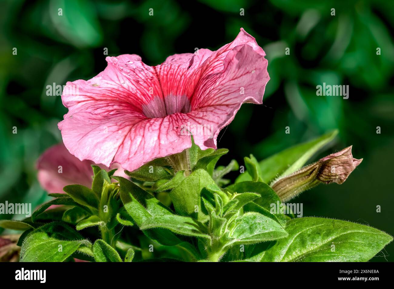 Beautiful Blooming pink Petunia hybrid grandiflora Limbo flowers on a ...