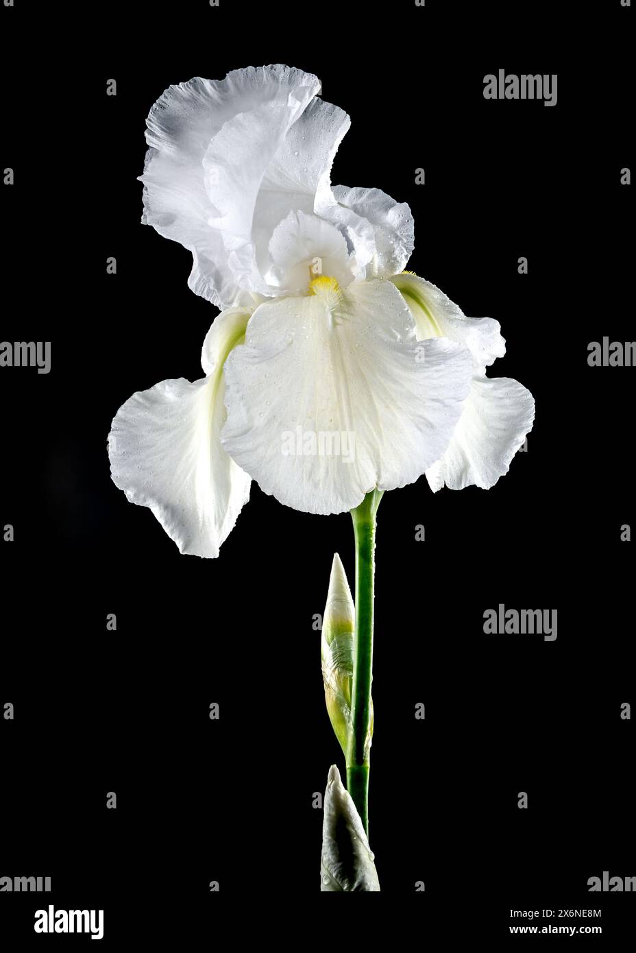 Beautiful Blooming white iris Immortality isolated on a black ...