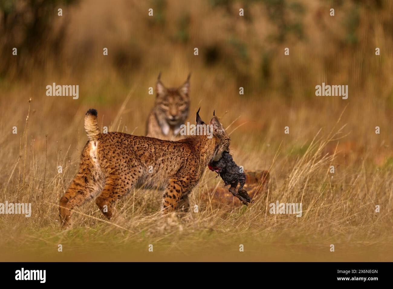 Iberian lynx young cub, Lynx pardinus, wild cat endemic to Iberian ...