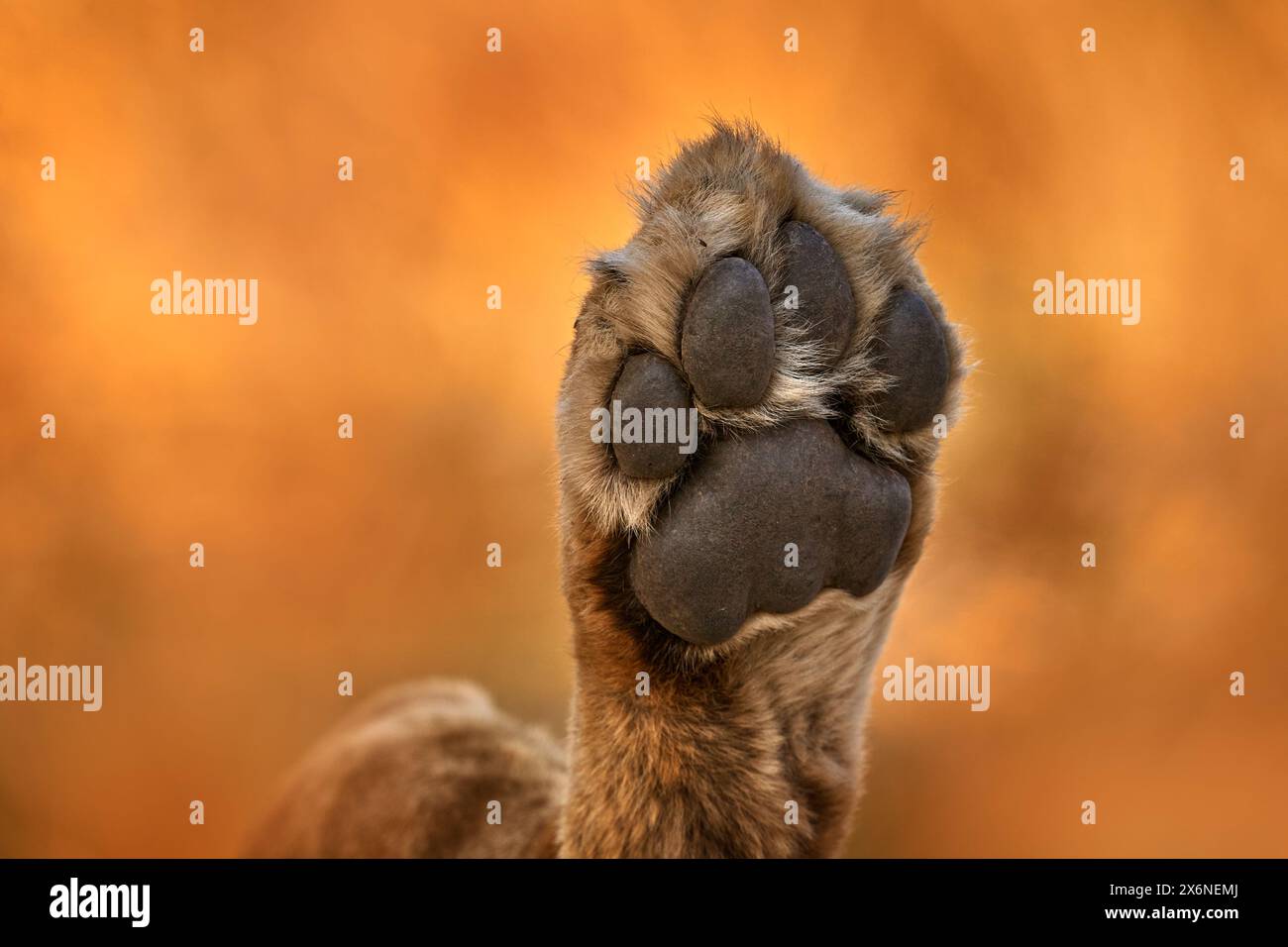 Lion leg and paw hi-res stock photography and images - Alamy