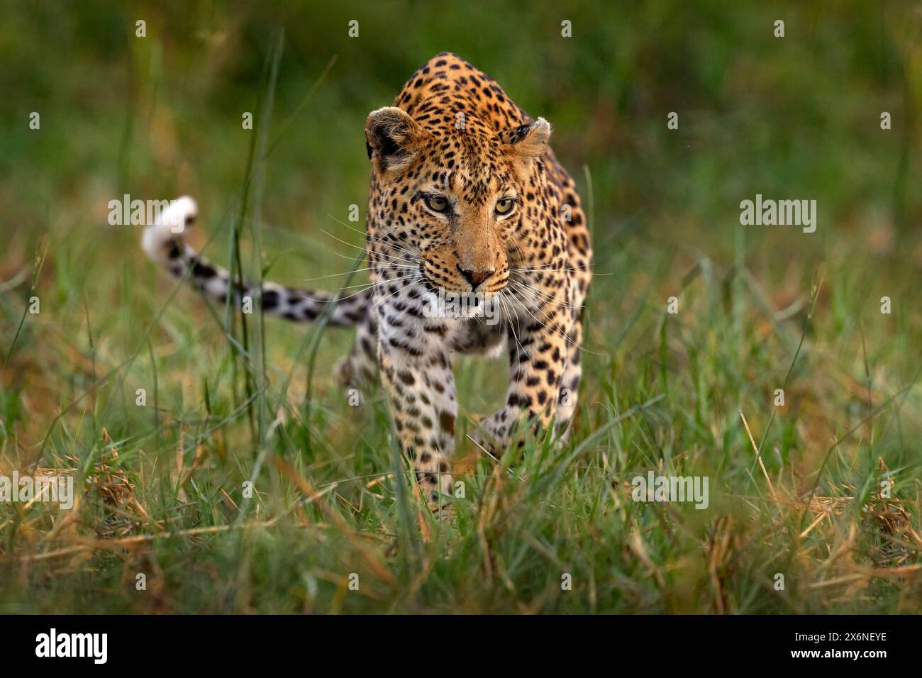Leopard kitten baby, hidden nice orange grass. Leopard cub with mother ...
