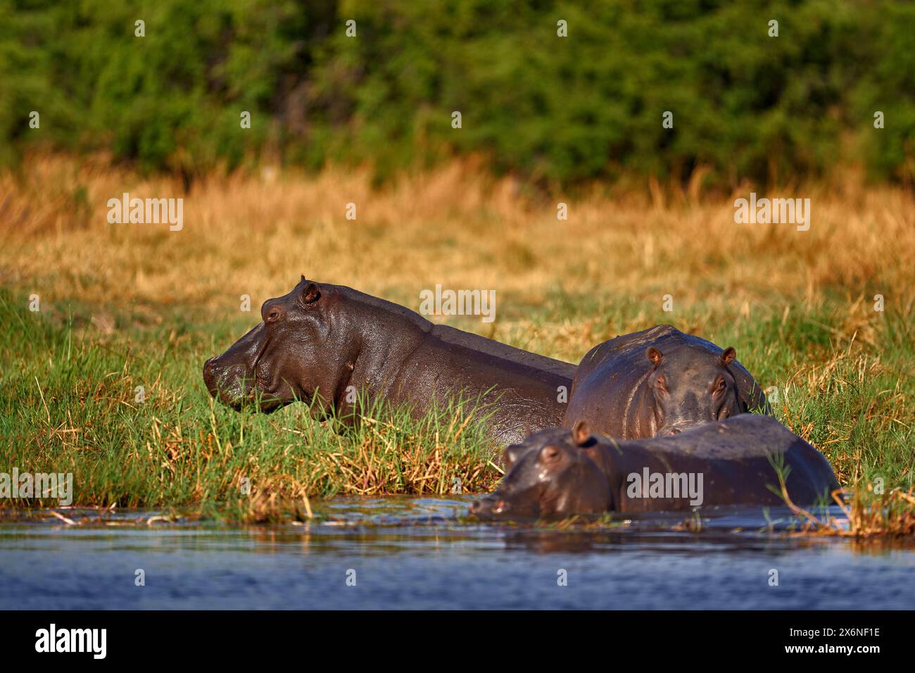 Hippo run from lake water. Botswana wildlife. Hippo with open mouth ...