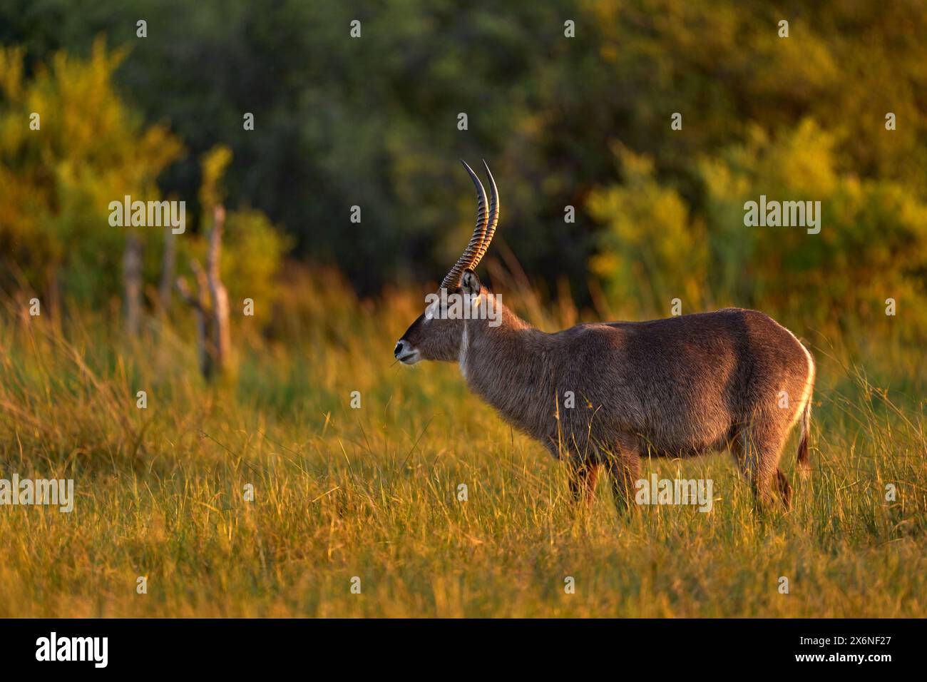 Waterbuck, Kobus ellipsiprymnus, large antelope in sub-Saharan Africa ...